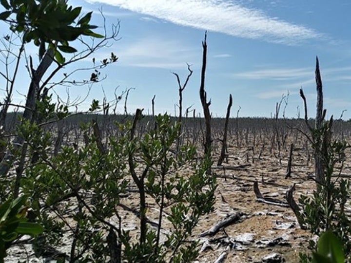 Using Advanced Mapping to Measure Changes in Mangrove Habitat over Time ...