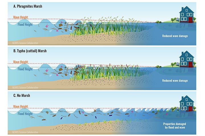 Understanding the Role Coastal Marshes Play in Protecting Communities ...