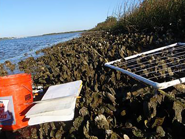 Assessing the Current and Potential Role of Shellfish for Improving ...