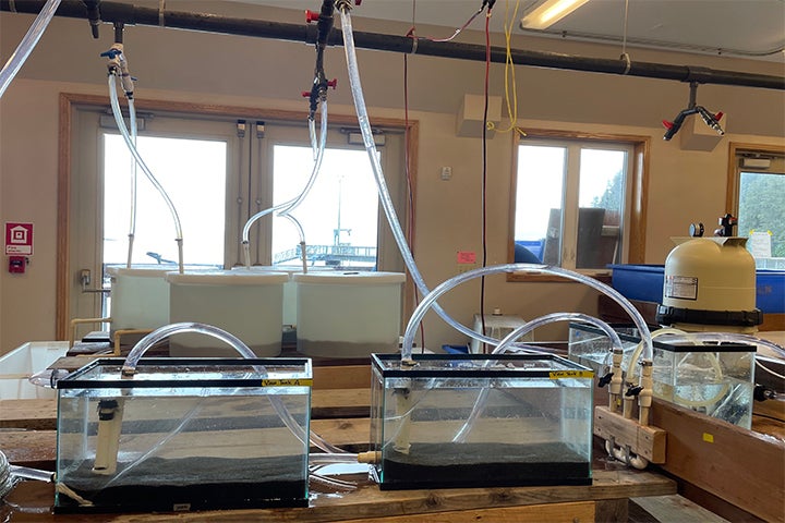 Assessing Research Efforts and Emerging Issues Concerning Forage Fish ...