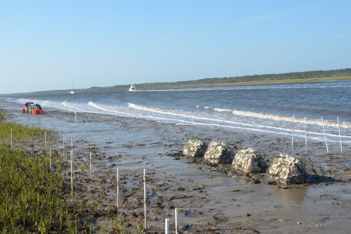 Re-Engineering Living Shorelines for High-Energy Coastal Environments ...