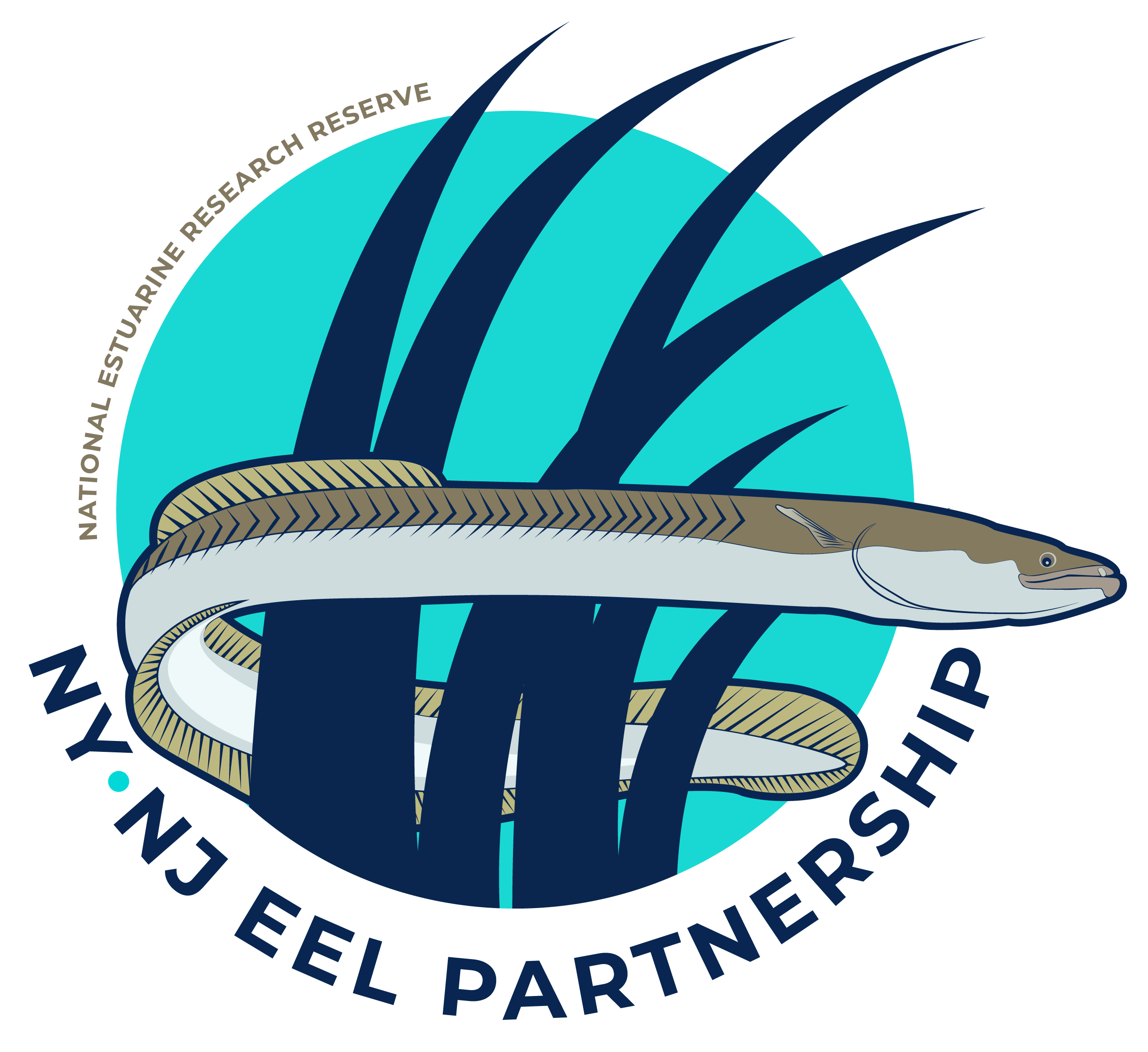 Launching a Community Science Eel Monitoring Project | NERRS Science ...