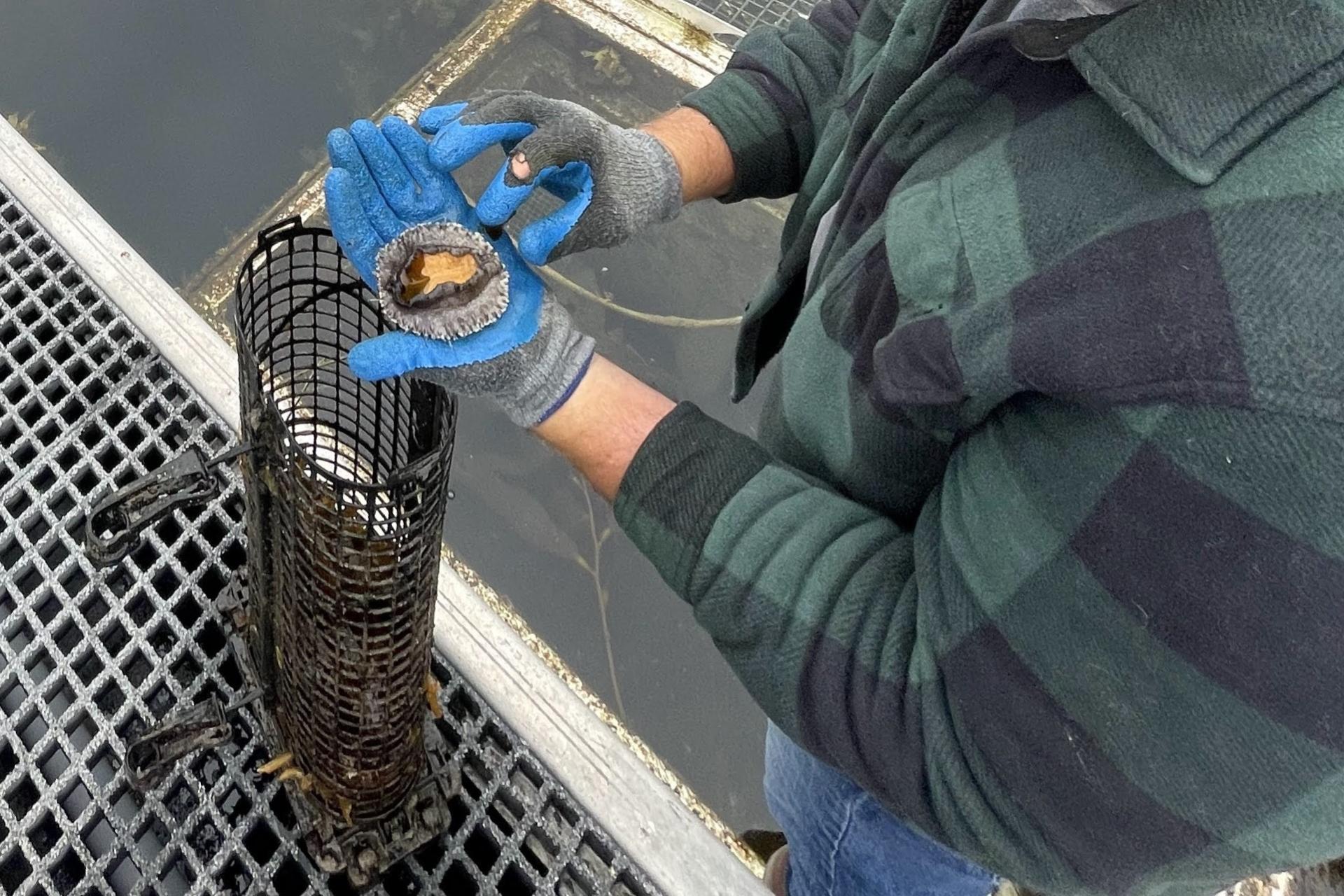 Habitat Heartbeats: Incorporating Bivalve Biosensors into Estuary ...