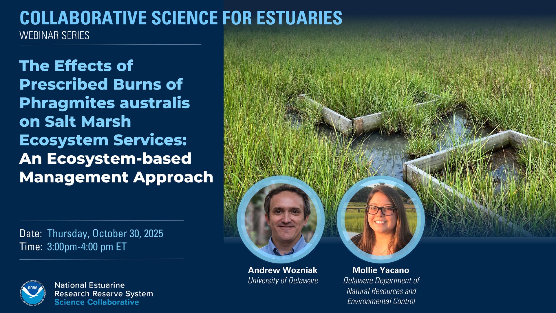 The Effects of Prescribed Burns of Phragmites australis on Salt Marsh ...