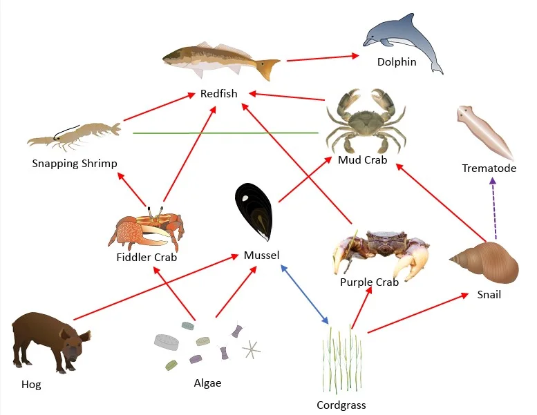 Middle School Lesson Plan: Do Invasive Hogs Alter Species Relationships ...
