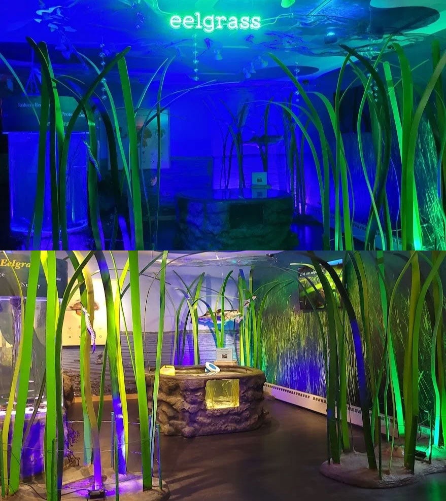 Educational Eelgrass Exhibit | NERRS Science Collaborative