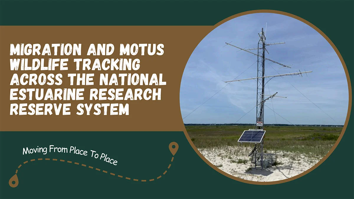 Motus Station Educational Materials | NERRS Science Collaborative