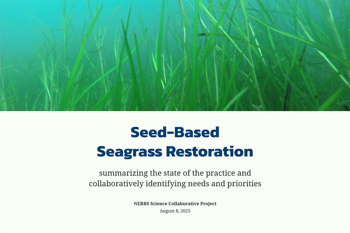 Seagrass Seed-Based Restoration StoryMap | NERRS Science Collaborative